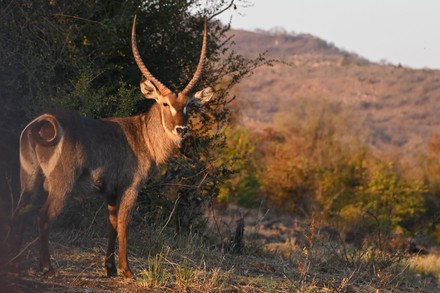Waterbuck Bull Editorial Stock Photo - Stock Image | Shutterstock
