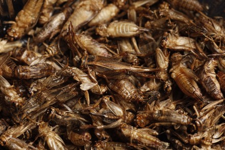 __COUNT__ The Rise of Insect Based Foods In Our Diet, Toulouse, France ...