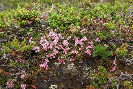 7 Alpine azaleas Stock Pictures, Editorial Images and Stock Photos ...