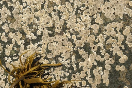 Barnacles Semibalanus Balanoides Mass Accumulation On Editorial Stock ...