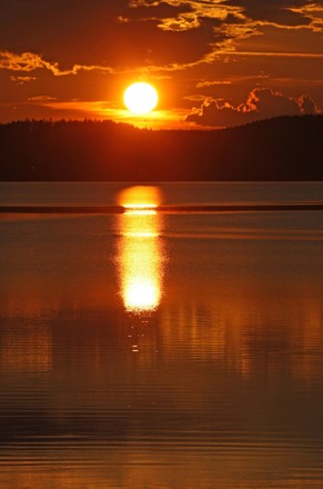 Black Crowberry Empetrum Nigrum Map Lichen Editorial Stock Photo ...