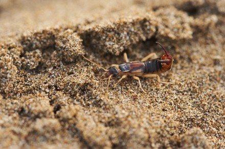 3 Common brown earwig Stock Pictures, Editorial Images and Stock Photos ...