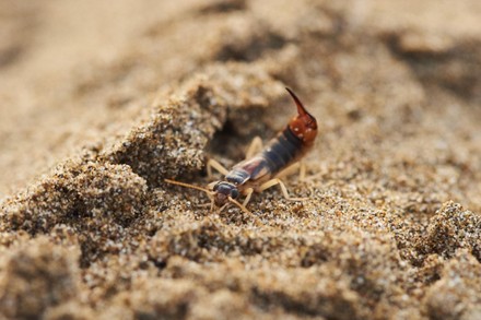 3 Giant earwig Stock Pictures, Editorial Images and Stock Photos ...
