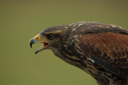 Harriss Hawk Parabuteo Unicinctus Buzzard Portrait Editorial Stock ...