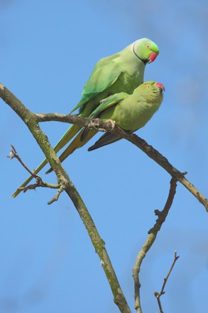 60 Mating ring Stock Pictures, Editorial Images and Stock Photos ...