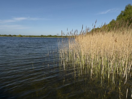 Reed Bank Mechower See Northwest Mecklenburg Editorial Stock Photo ...