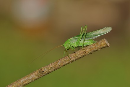 1,000 Crickets Stock Pictures, Editorial Images and Stock Photos ...