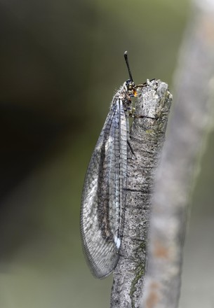 30 Neuropterans Stock Pictures, Editorial Images and Stock Photos ...