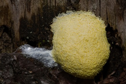 13 Vomit fruit Stock Pictures, Editorial Images and Stock Photos ...