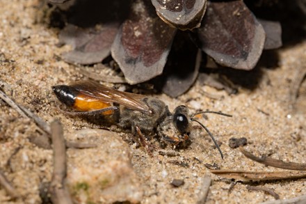 Common Sand Bee Sitting On Sand Editorial Stock Photo - Stock Image ...