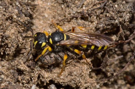 5 Philanthinae Stock Pictures, Editorial Images and Stock Photos ...