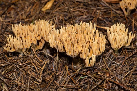 2 Flattish coral Stock Pictures, Editorial Images and Stock Photos ...