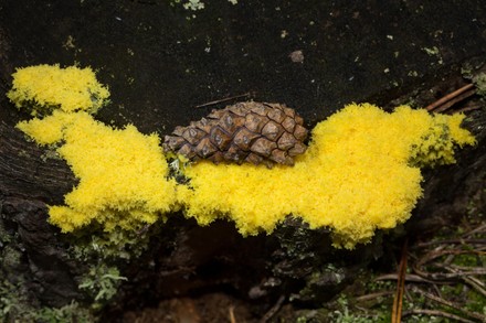 13 Vomit fruit Stockbilder, redaktionelle Bilder und Stockfotos ...