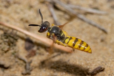 Bee Wolf Flying Air Left Sighting Editorial Stock Photo - Stock Image ...