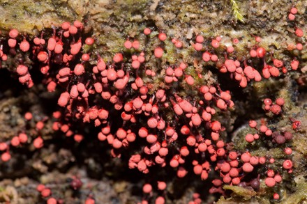 Brick Red Stalk Slime Mould Many Editorial Stock Photo - Stock Image ...