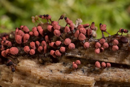 40 Stalk slime mold Stock Pictures, Editorial Images and Stock Photos ...