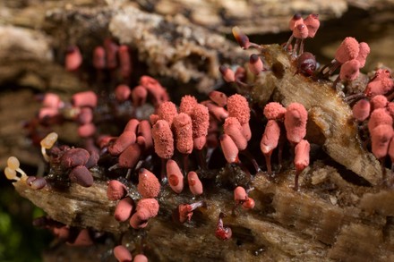 40 Stalk slime mold Stock Pictures, Editorial Images and Stock Photos ...