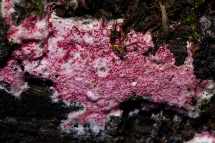 Pink Parasitic Pustule Fungus Crimson Fruit Editorial Stock Photo ...