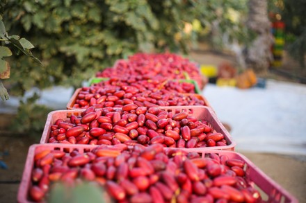 Dates Seen Packed Boxes Farmland During Editorial Stock Photo - Stock ...