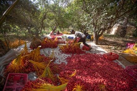 500 Date harvesting Stock Pictures, Editorial Images and Stock Photos ...