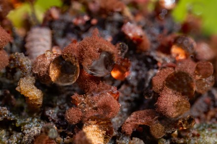 40 Stalk slime mold Stock Pictures, Editorial Images and Stock Photos ...