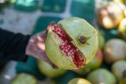 Syrian Kurdish Farmers Harvesting Pomegranate Crop Editorial Stock ...