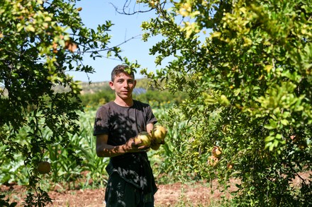 Syrian Kurdish Farmers Harvesting Pomegranate Crop Editorial Stock ...