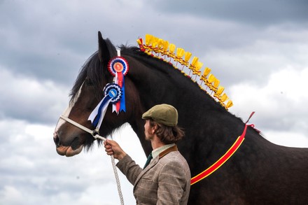Stable Mates Nigel Hodges His Award Editorial Stock Photo - Stock Image ...