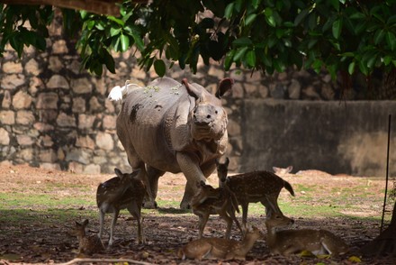 Rhino Seen Inside Enclosurea Assam State Editorial Stock Photo - Stock ...