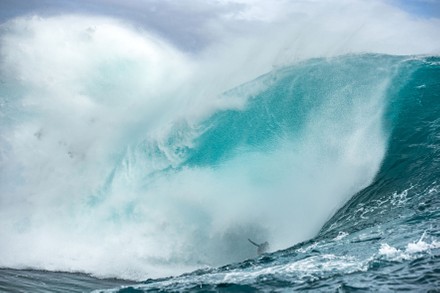 Surfing Tahitian Surfer Matahi Drollet Surf Editorial Stock Photo ...