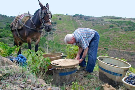 Man Pictured During Organic Harvest Mule Editorial Stock Photo - Stock ...