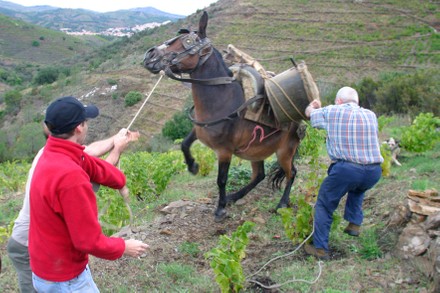 Men Pictured During Organic Harvest Mule Editorial Stock Photo - Stock ...
