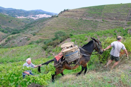 Men Pictured During Organic Harvest Mule Editorial Stock Photo - Stock ...