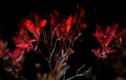 Brilliant Autumn Colors Highlight Alpine Trails Editorial Stock Photo ...