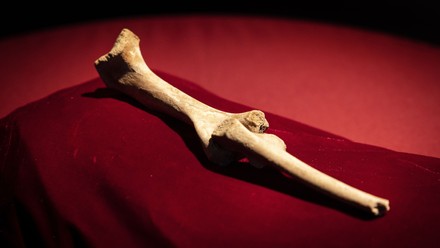 20221005 131420 Two Lion Bones Found Editorial Stock Photo - Stock ...