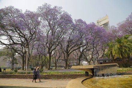 Women Walk Past Blooming Jacaranda Trees Editorial Stock Photo - Stock ...