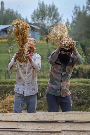Kashmiri Farmers Seen Threshing Paddy Field Editorial Stock Photo ...