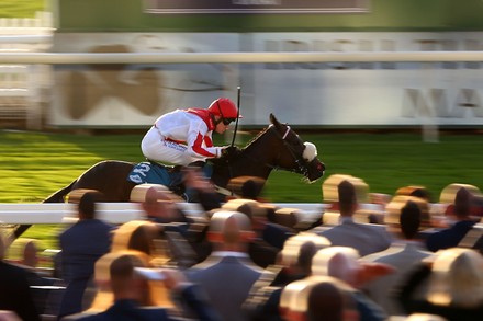 Yanifer 2 Ridden By Oisin Mcsweeney Editorial Stock Photo - Stock Image ...