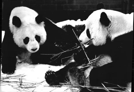 Chingching Panda Chiachia Panda London Zoo Editorial Stock Photo ...