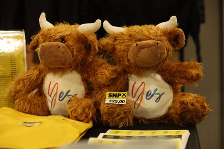 Yes Highland Cows Editorial Stock Photo - Stock Image | Shutterstock