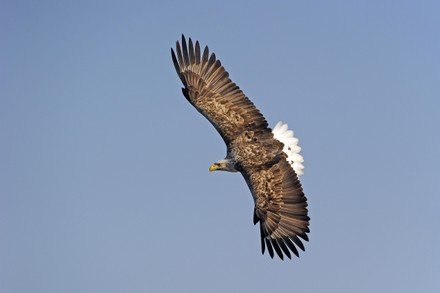 10,000 Birds flying Stock Pictures, Editorial Images and Stock Photos ...