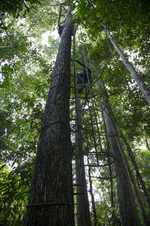 American Harpy Eagle Harpia Harpyja Young - Foto de stock de contenido editorial: imagen de ...