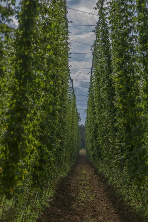 Climbing Hop Humulus Lupulus Vines Hop Editorial Stock Photo - Stock ...