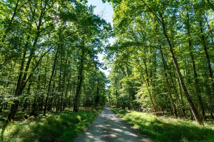 Forest Troncais Forestry Lane Allier Department Editorial Stock Photo ...