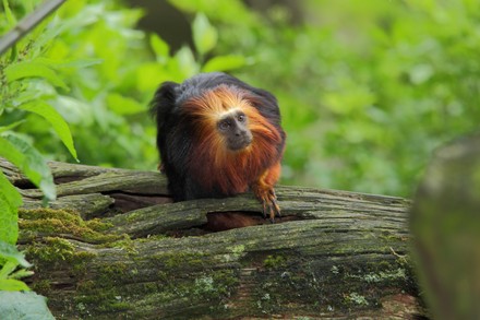 Pied Callitrichidae Tamarin Saguinus Bicolor Saguinus Editorial Stock ...