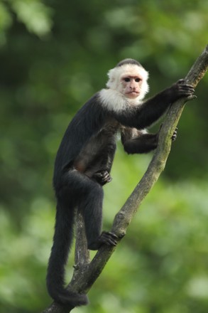 Whiteheaded Capuchin Cebus Capucinus Adult Captive Editorial Stock ...