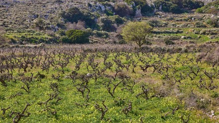 Vineyard Yellow Flowers Vines Green Grass Editorial Stock Photo - Stock ...