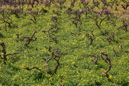 Vineyard Yellow Flowers Vines Green Grass Editorial Stock Photo - Stock ...