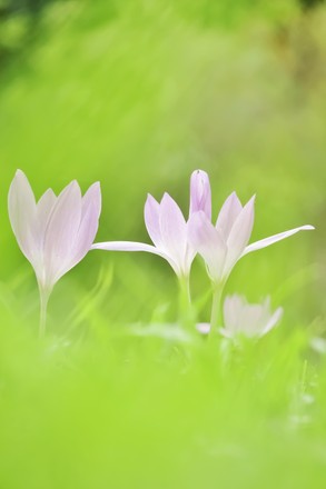 Autumn Crocus Colchium Speciosum September Saxony Editorial Stock Photo ...