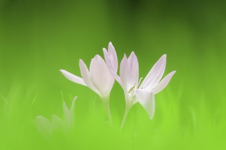 Autumn Crocus Colchium Speciosum September Saxony Editorial Stock Photo ...